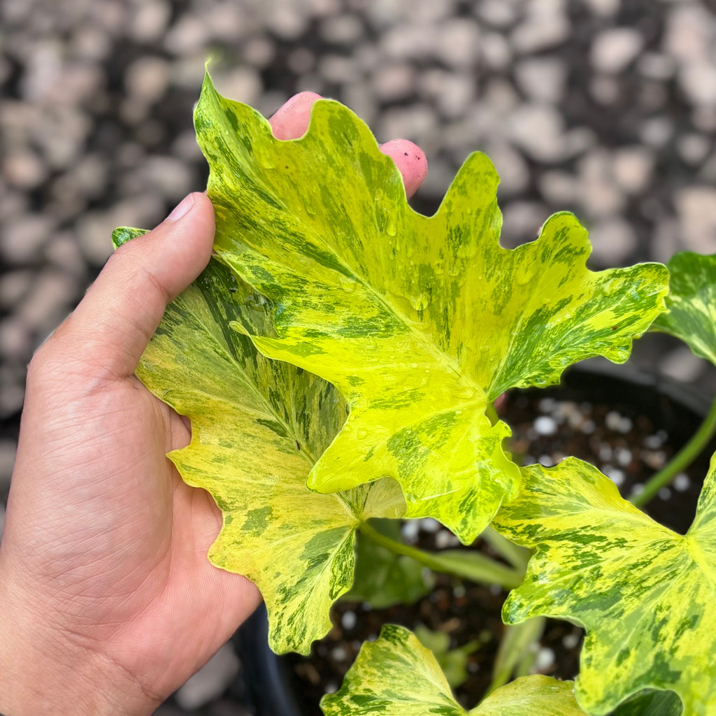 Thaumatophyllum dragon fire variegated – Aroid Market