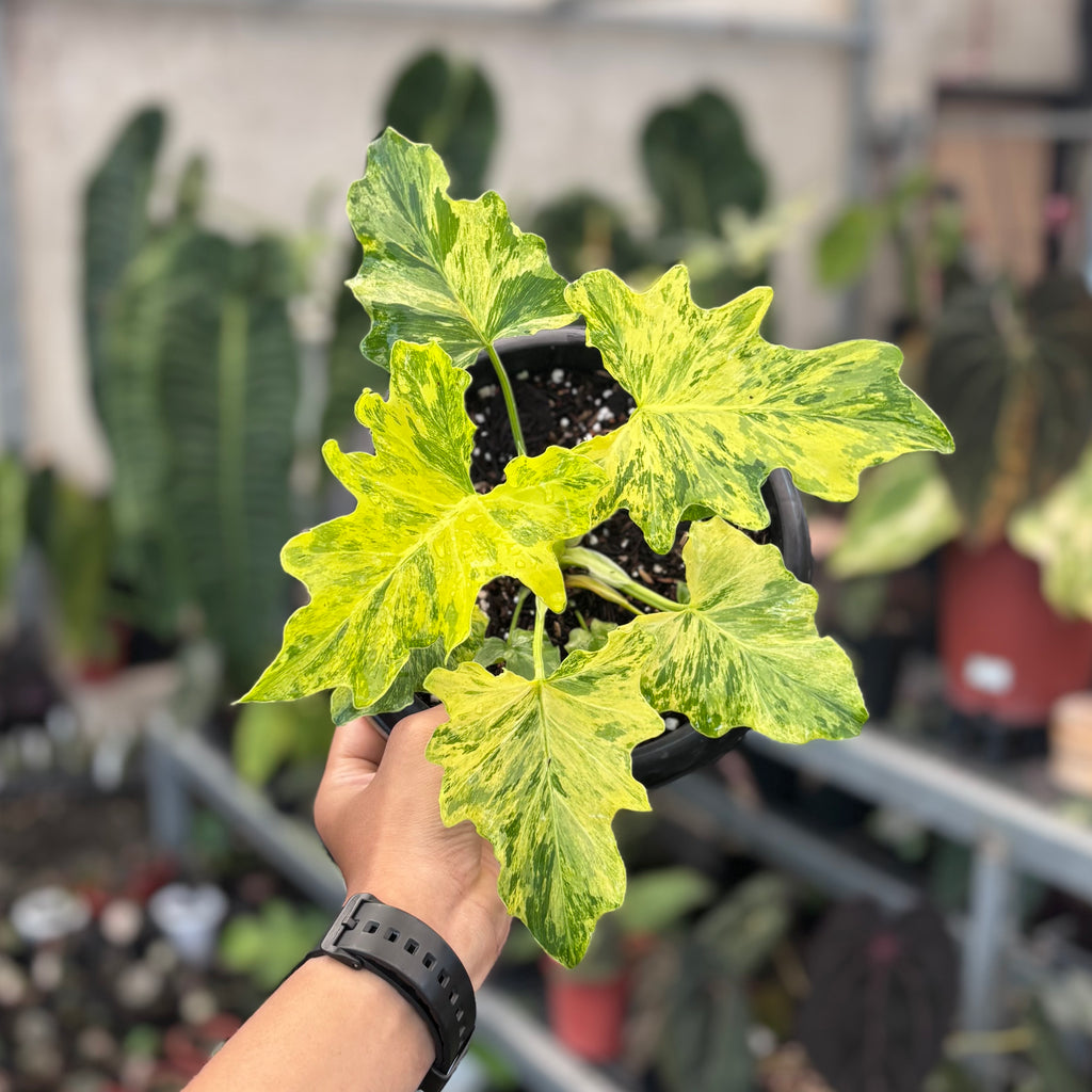 Thaumatophyllum dragon fire variegated – Aroid Market