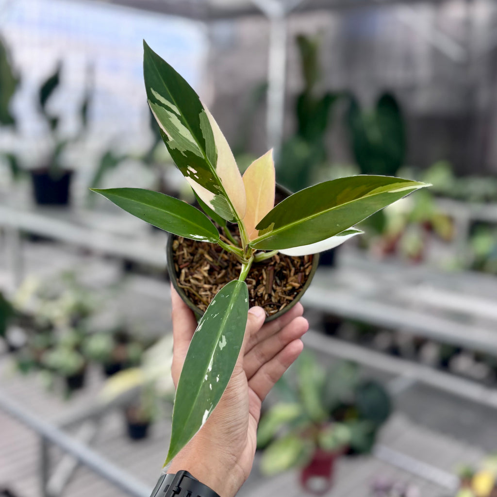 Philodendron wend imbe variegated – Aroid Market