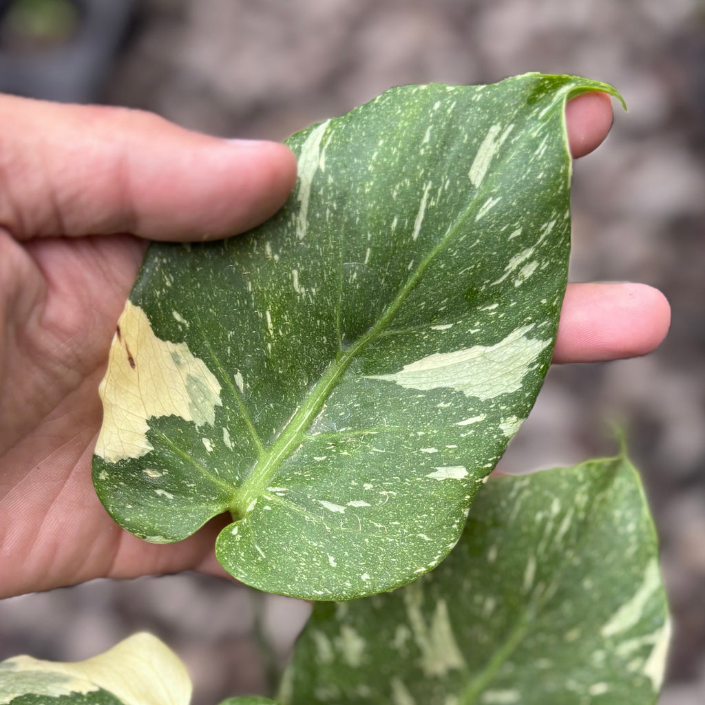 Monstera thai constellation mutation – Aroid Market