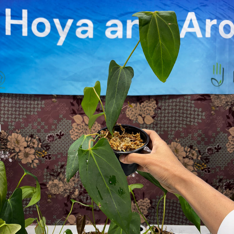 E403 Anthurium Papil Var x Black Sweet – Aroid Market