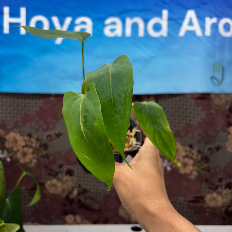 E408 Anthurium Papil Var x Black Sweet – Aroid Market
