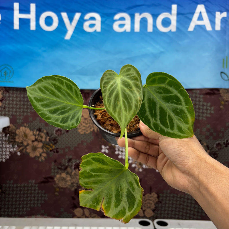 E811 Anthurium Silver Tiger F1 – Aroid Market