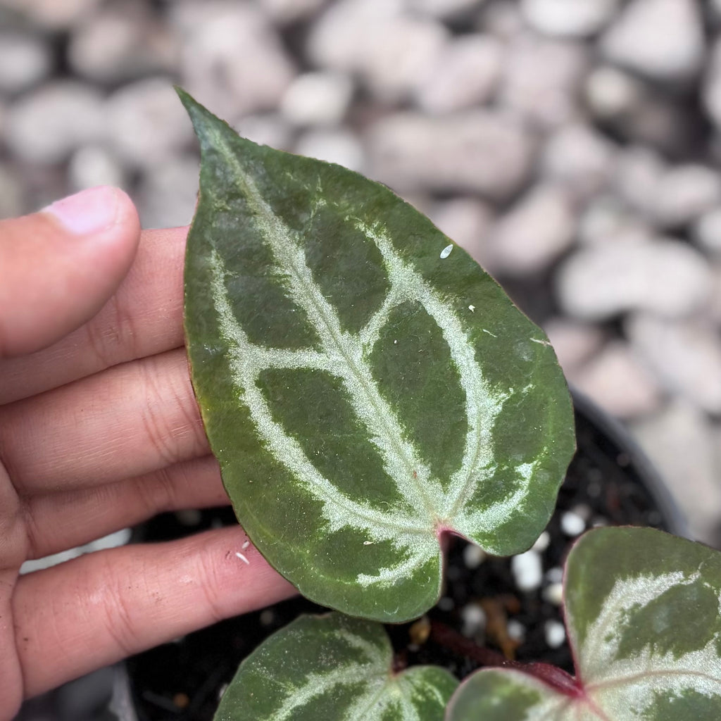 Anthurium HURC x Michelle – Aroid Market