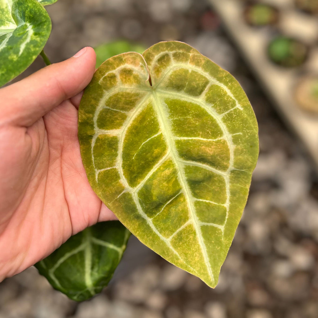 Anthurium Forgetii Var x (Angela x Black Widow) Big Size – Aroid Market