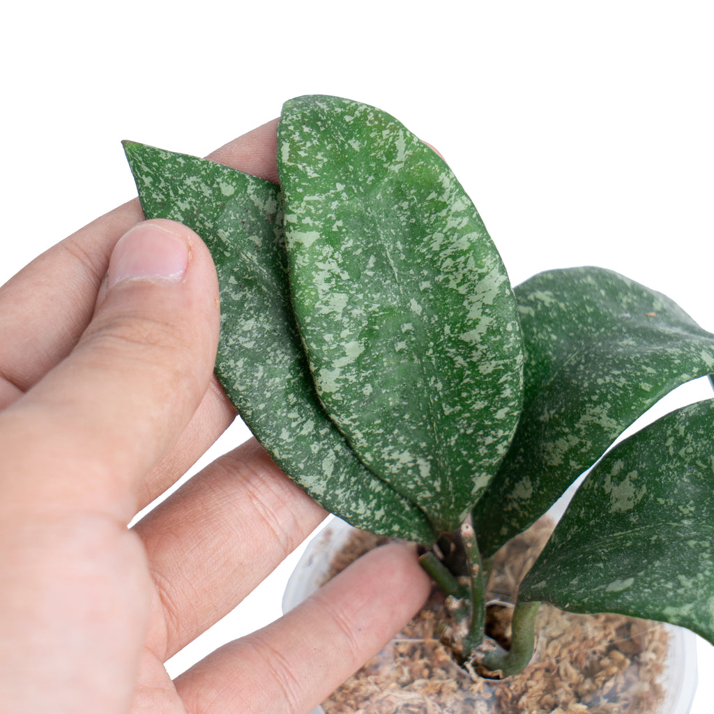 Hoya Rundumensis High Splash – Aroid Market