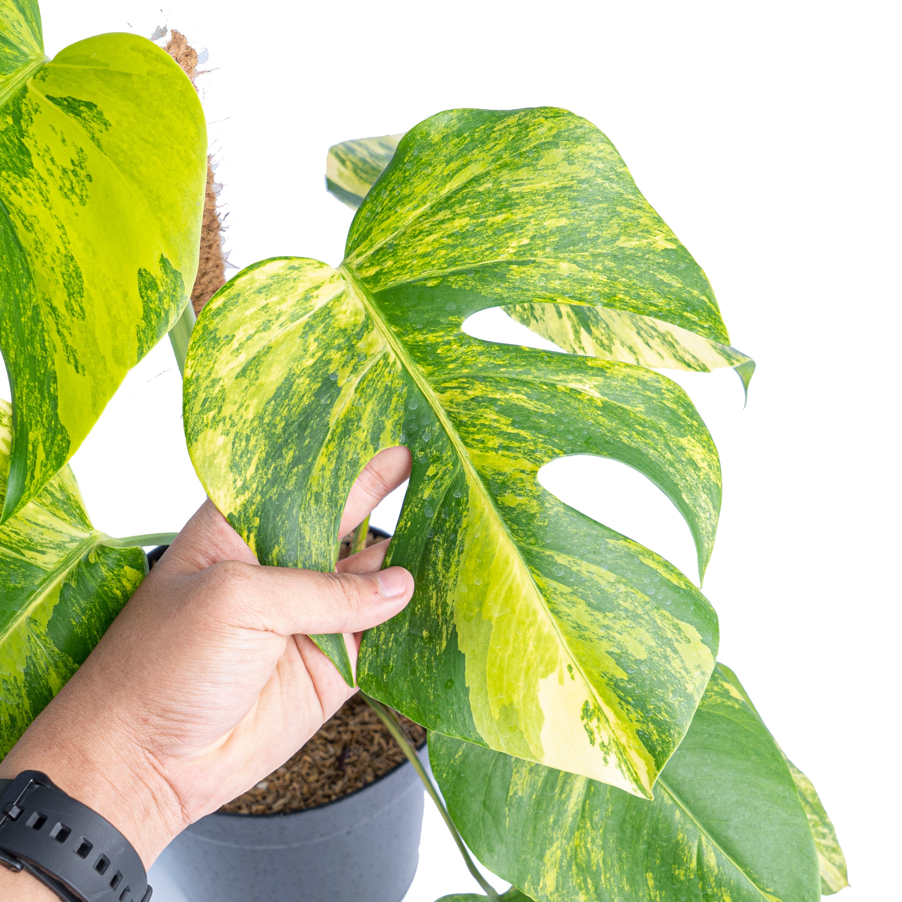 Monstera Aurea Variegated "Marmorata" - Lush – Aroid Market