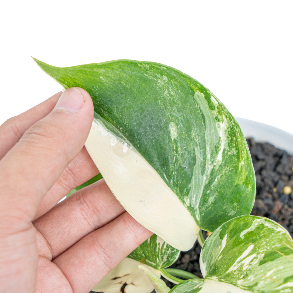 Philodendron hederaceum albo variegated – Aroid Market