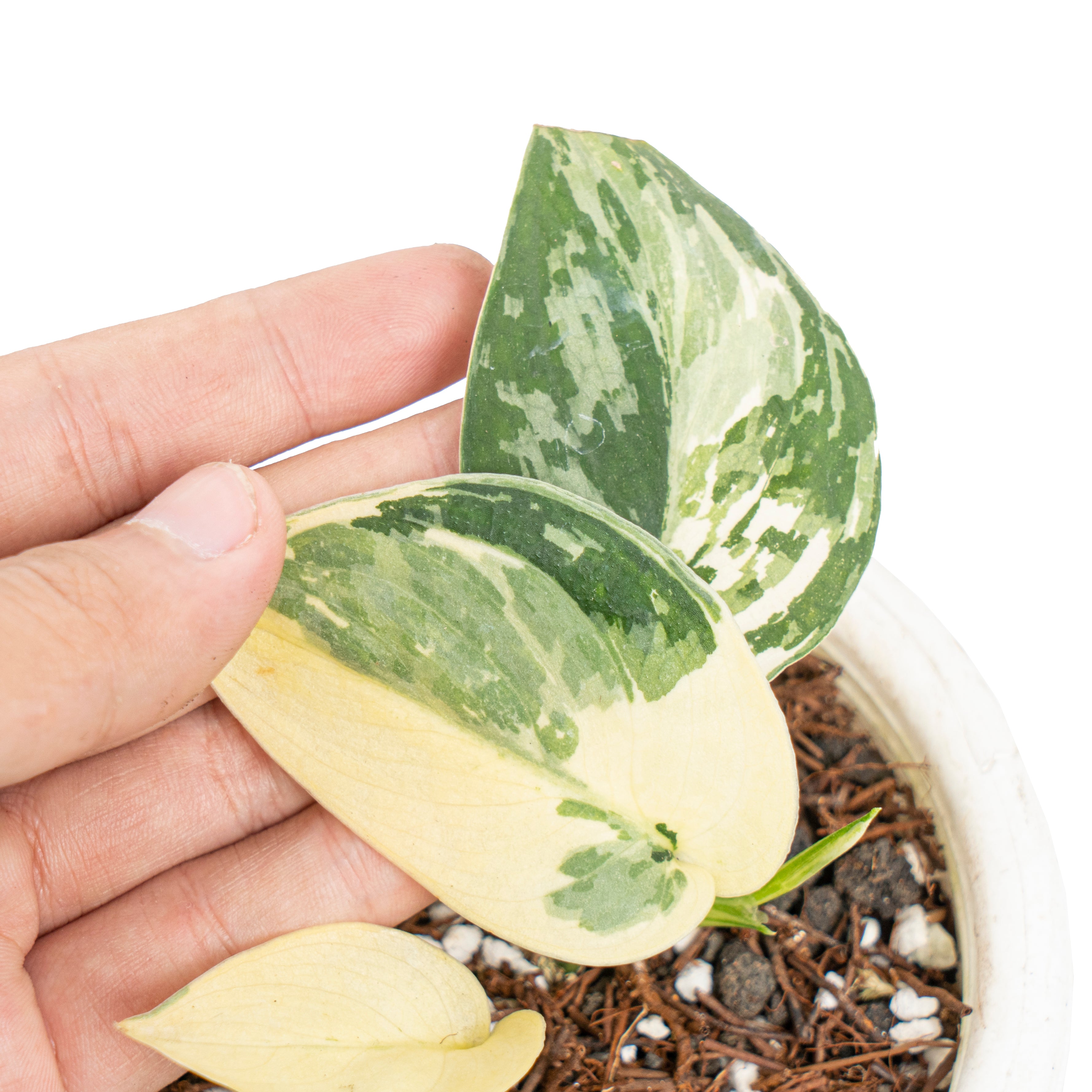 Scindapsus mayari variegated – Aroid Market