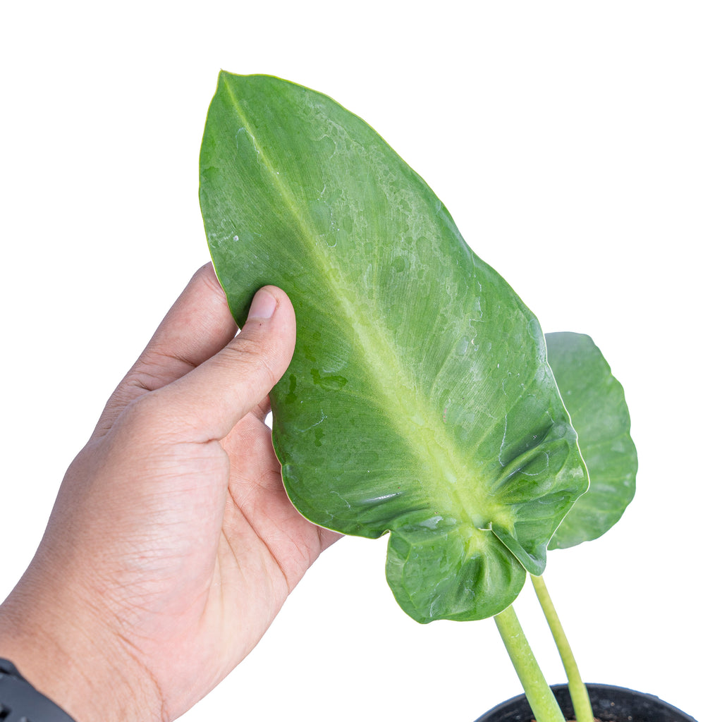 Philodendron rugosum aberrant form – Aroid Market