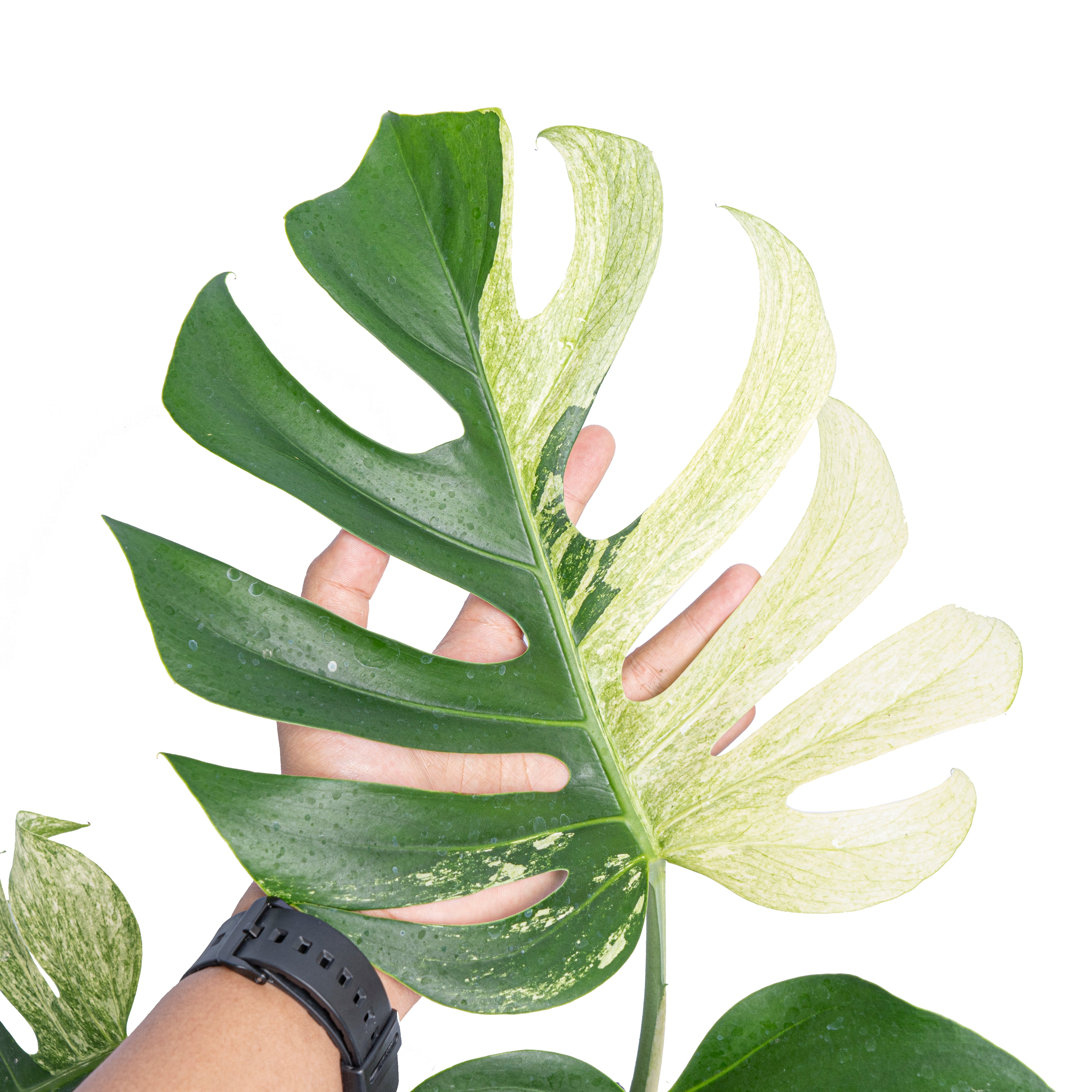 Monstera mint variegated – Aroid Market