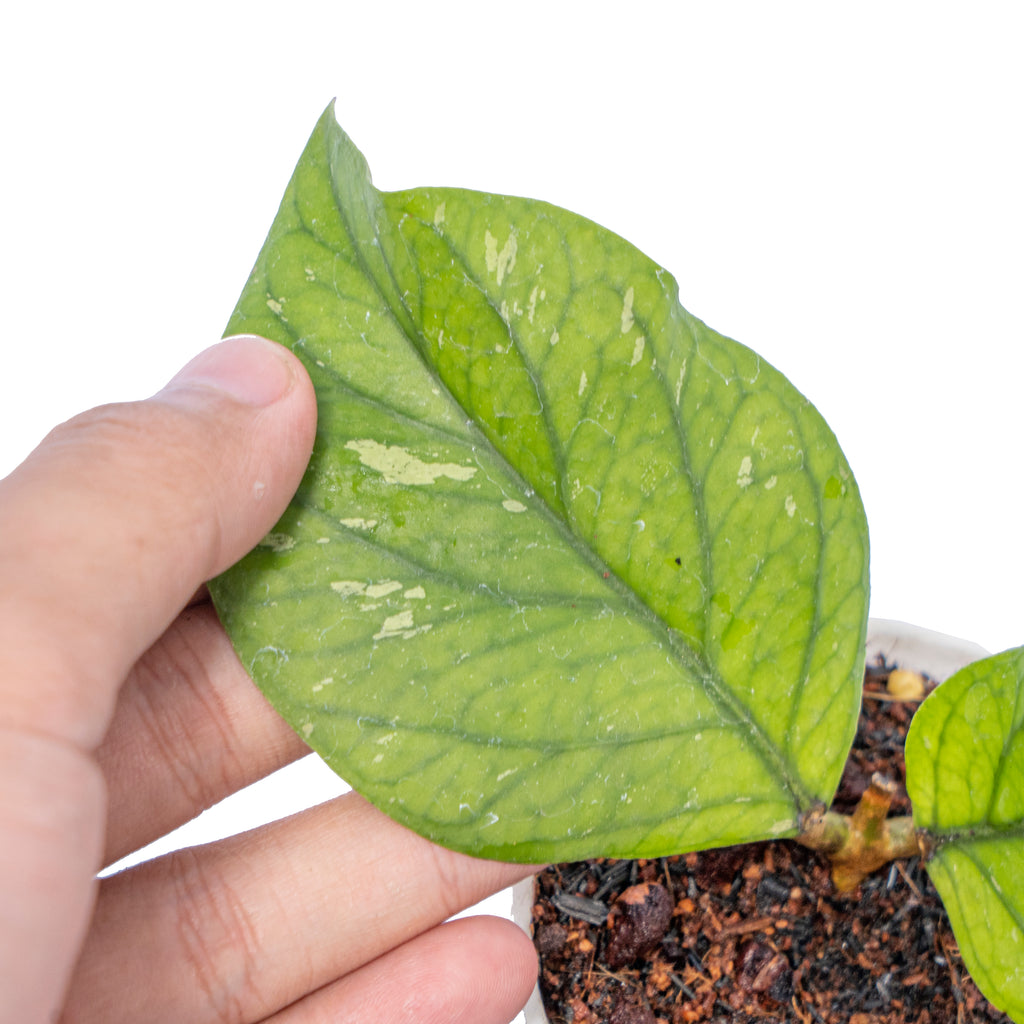 Hoya Sp aceh gayo rare pattern – Aroid Market