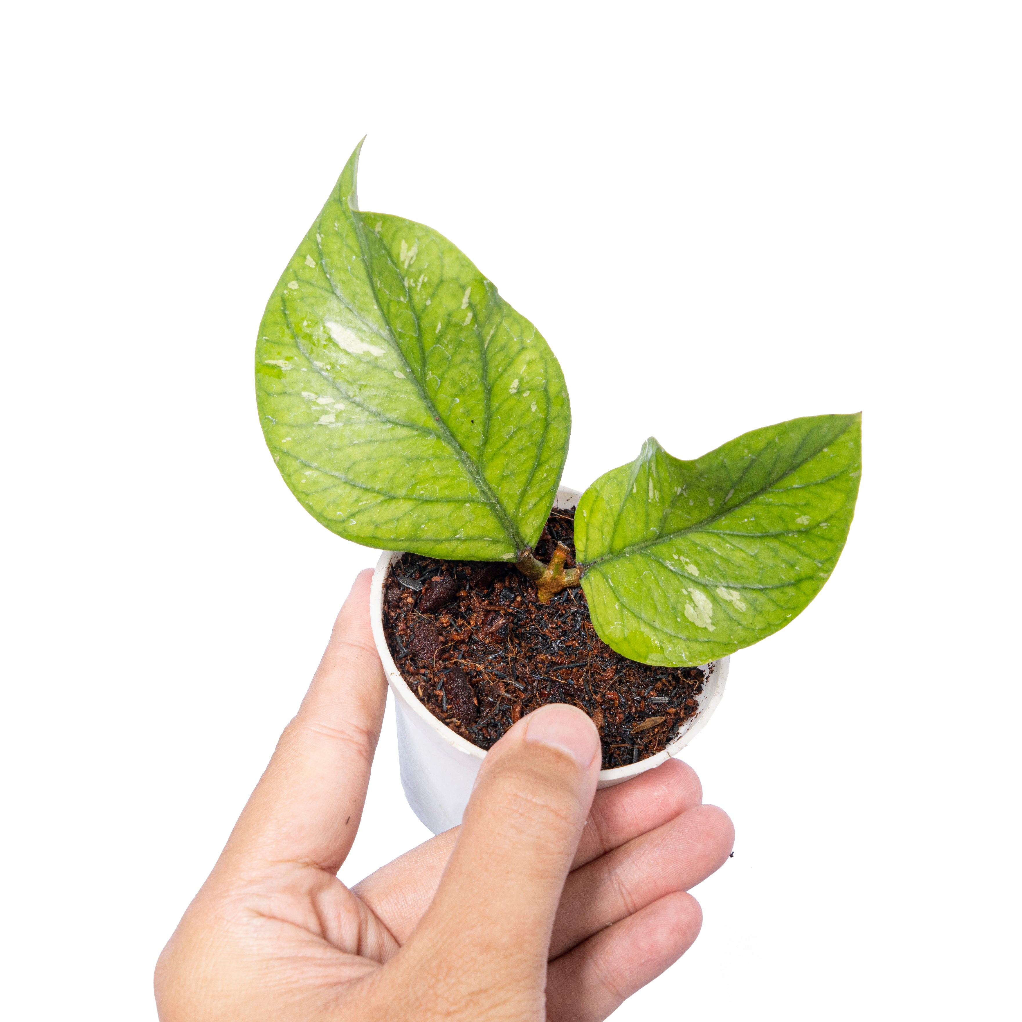 Hoya Sp aceh gayo rare pattern – Aroid Market