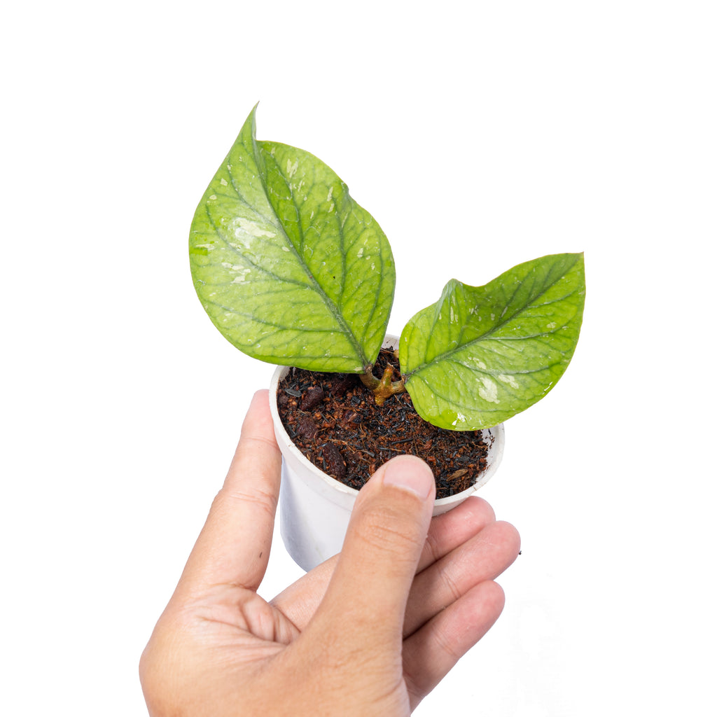 Hoya Sp aceh gayo rare pattern – Aroid Market