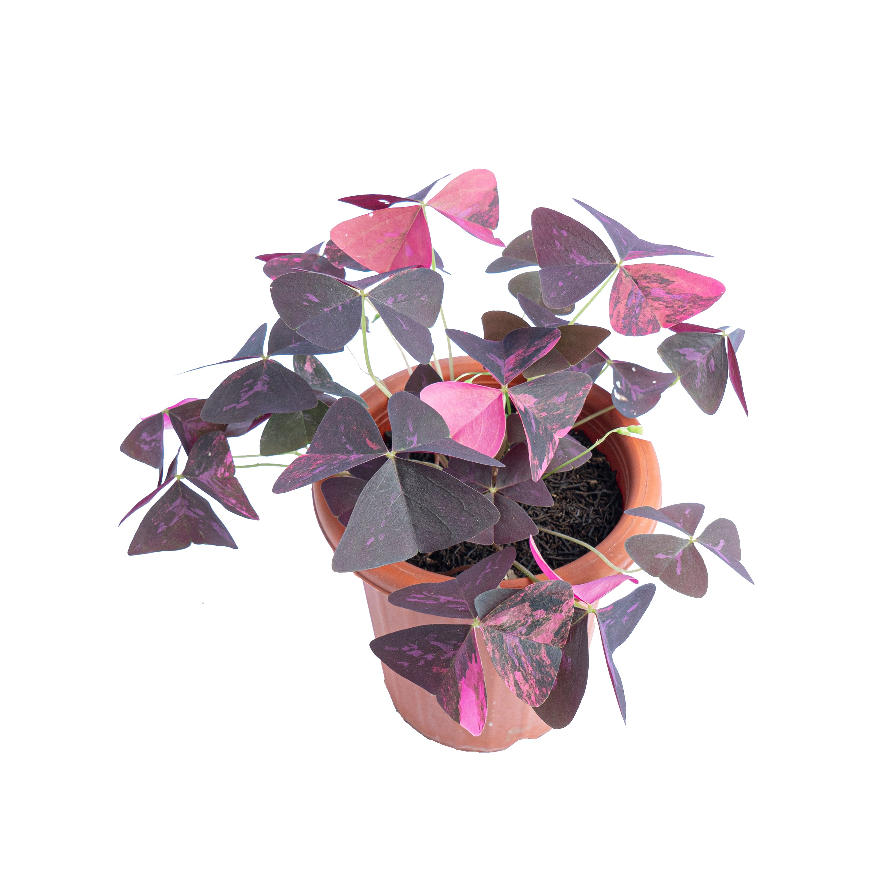 Oxalis triangularis variegated – Aroid Market