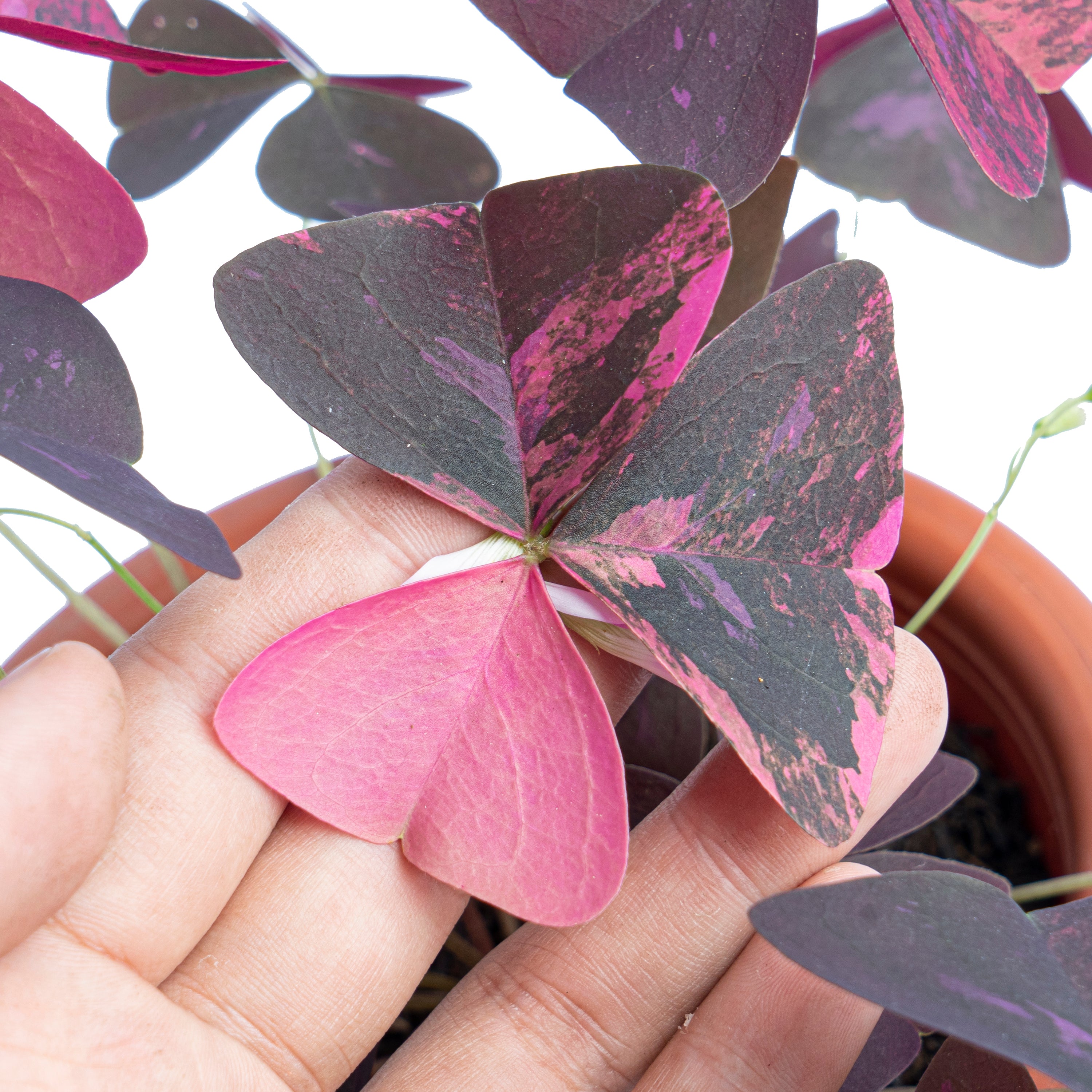 Oxalis triangularis variegated – Aroid Market