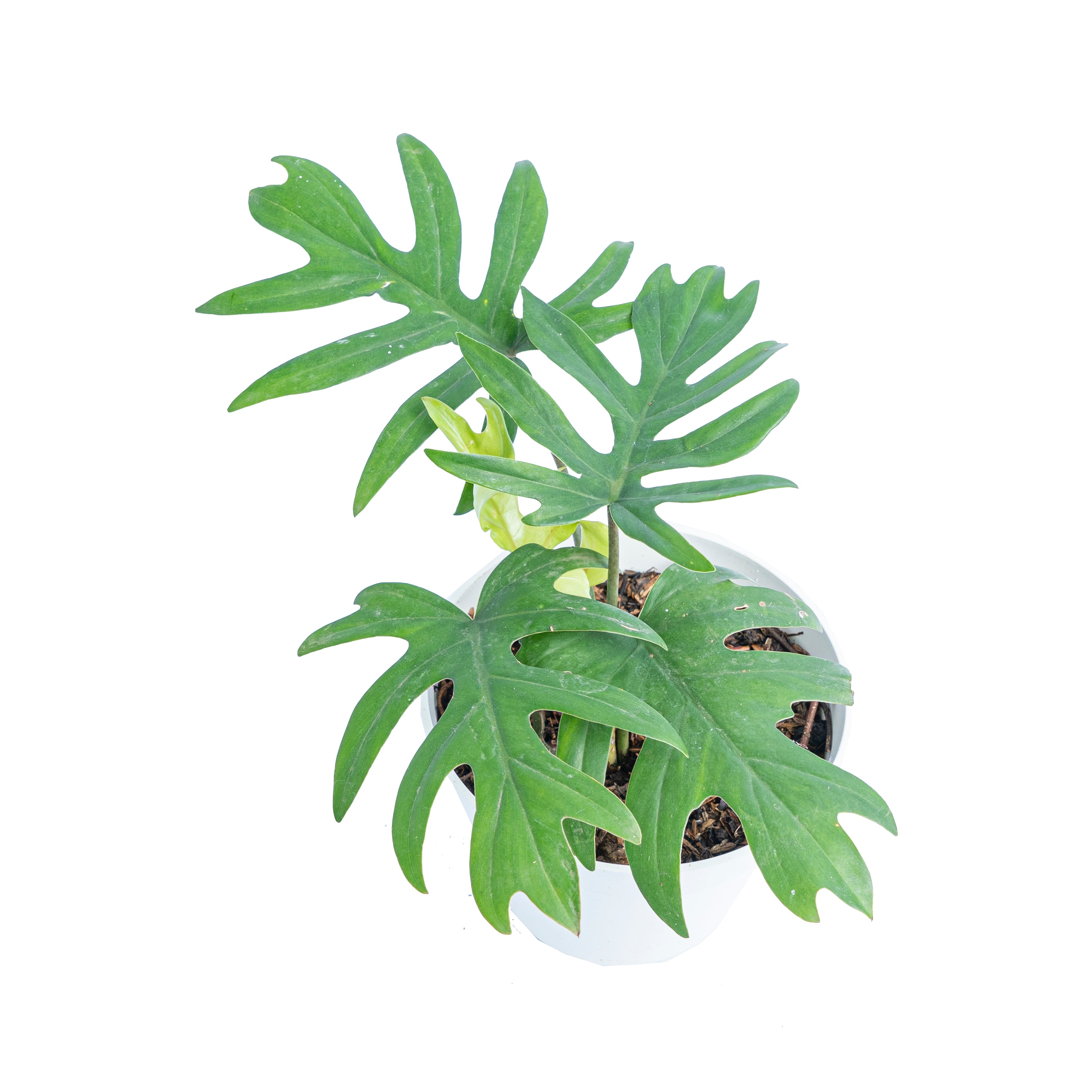 Philodendron Mayoi – Aroid Market