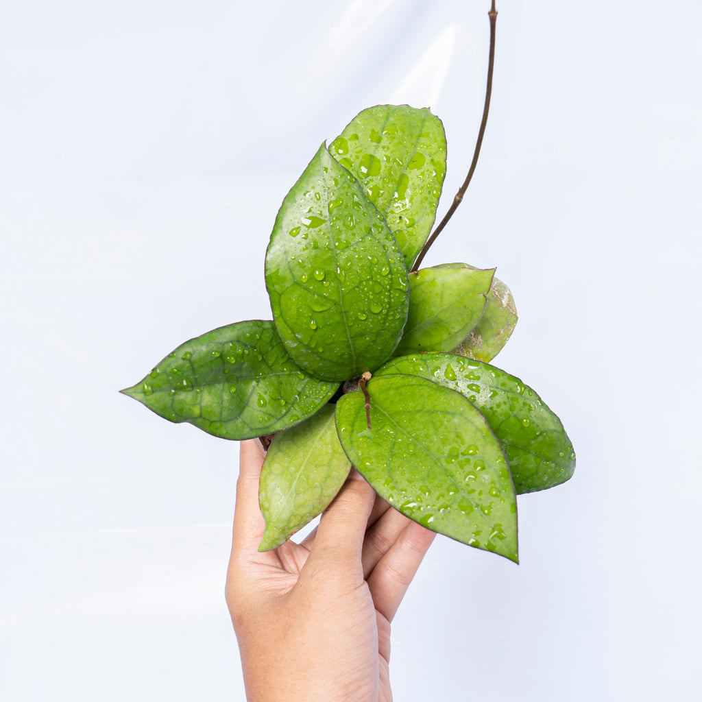 Hoya Puom Siam Ruby – Aroid Market