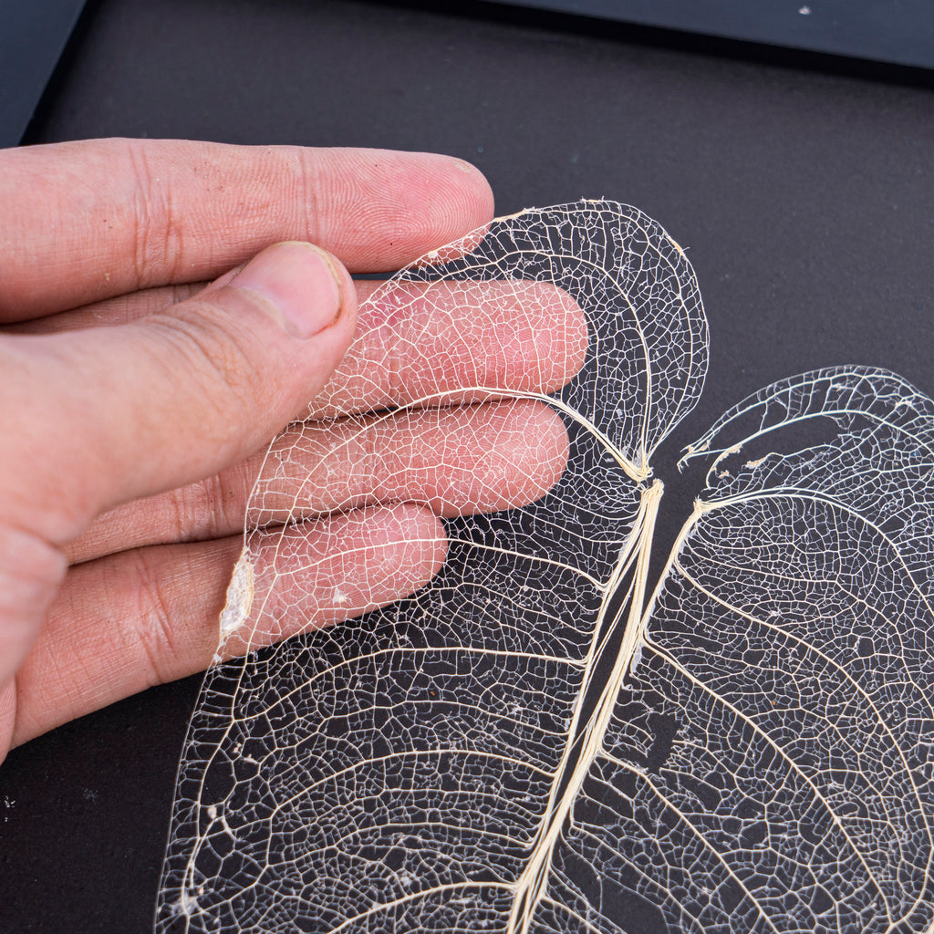 Leaf skeleton - (Anthurium veitchii) – Aroid Market