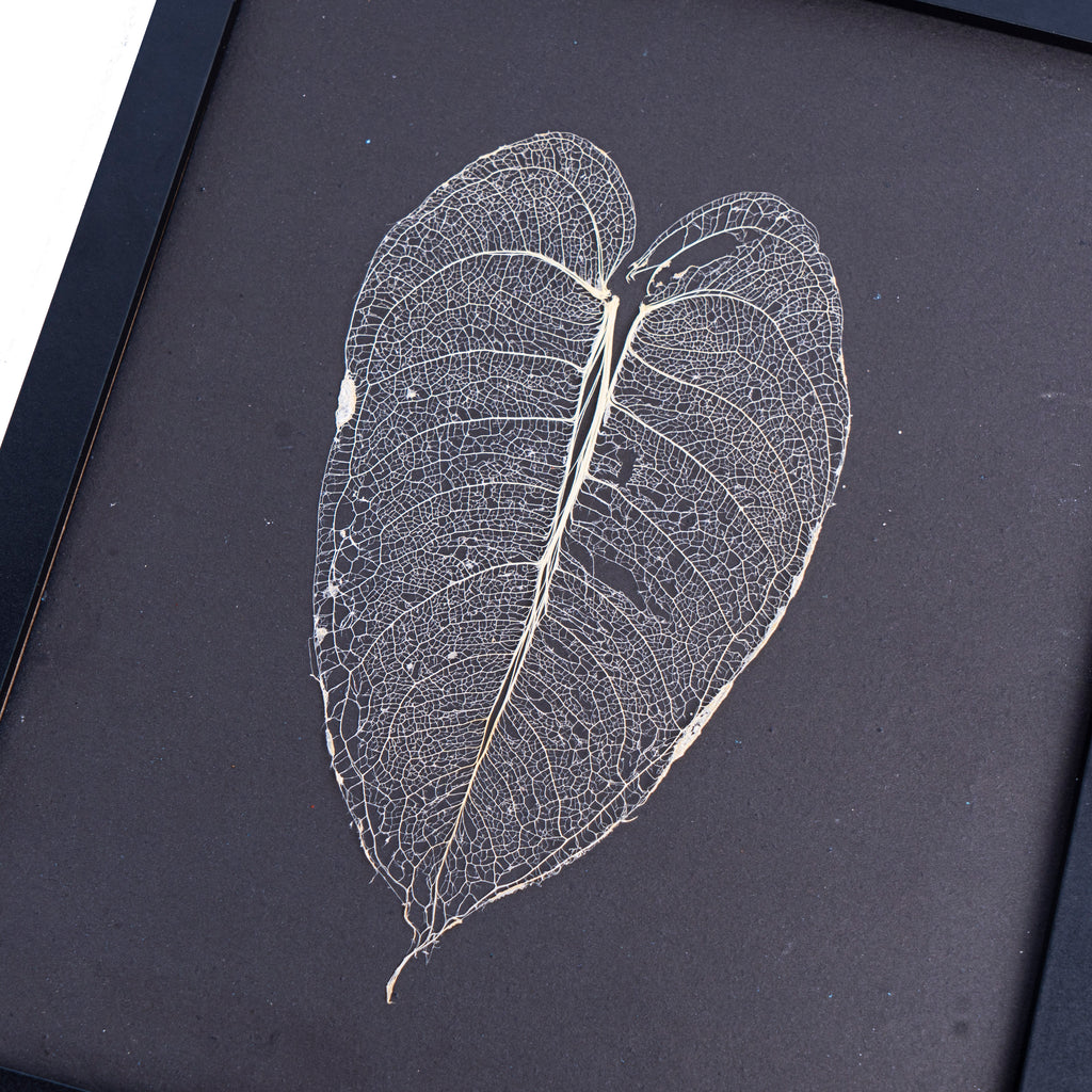Leaf skeleton - (Anthurium veitchii) – Aroid Market