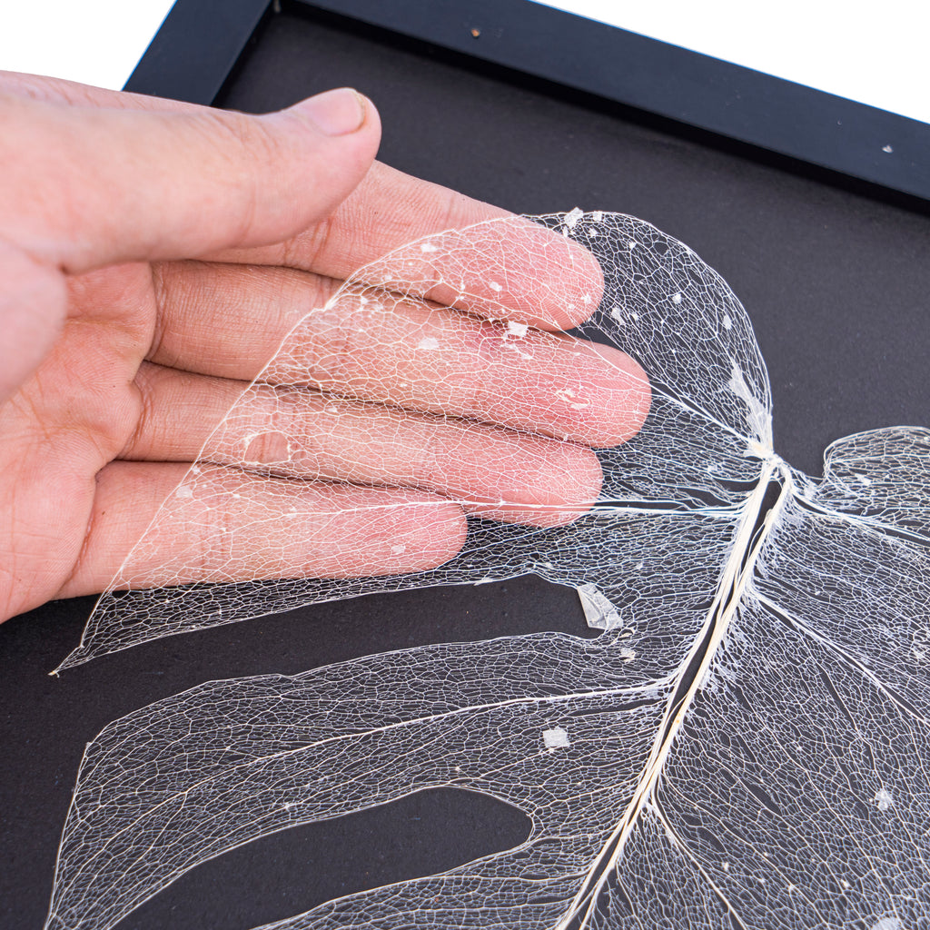 Leaf skeleton - (Monstera 2 fenestrations) – Aroid Market