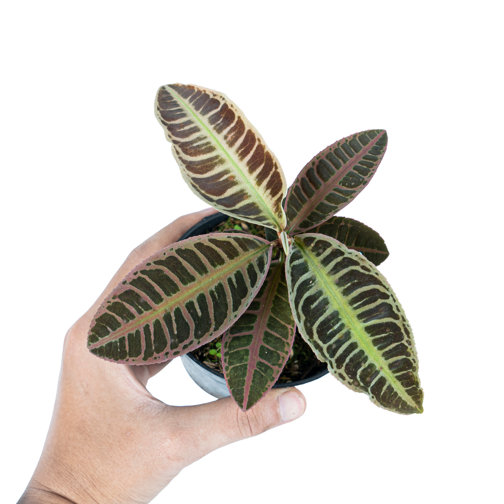 Labisia Sp. Riau 'Fishbone' – Aroid Market