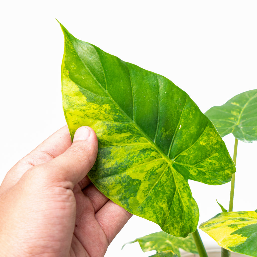 Alocasia gageana aurea variegated - Mature size – Aroid Market