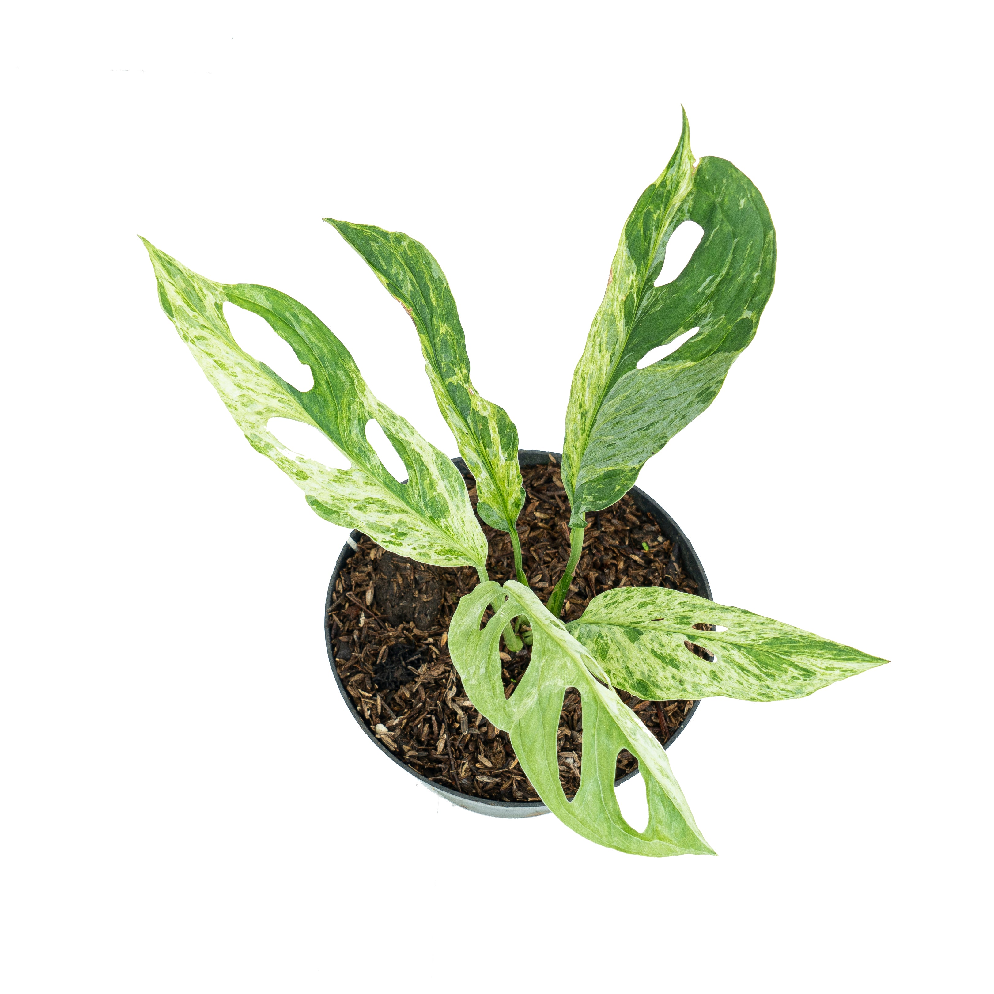 DELUXE MONSTERA PACKAGE – Aroid Market