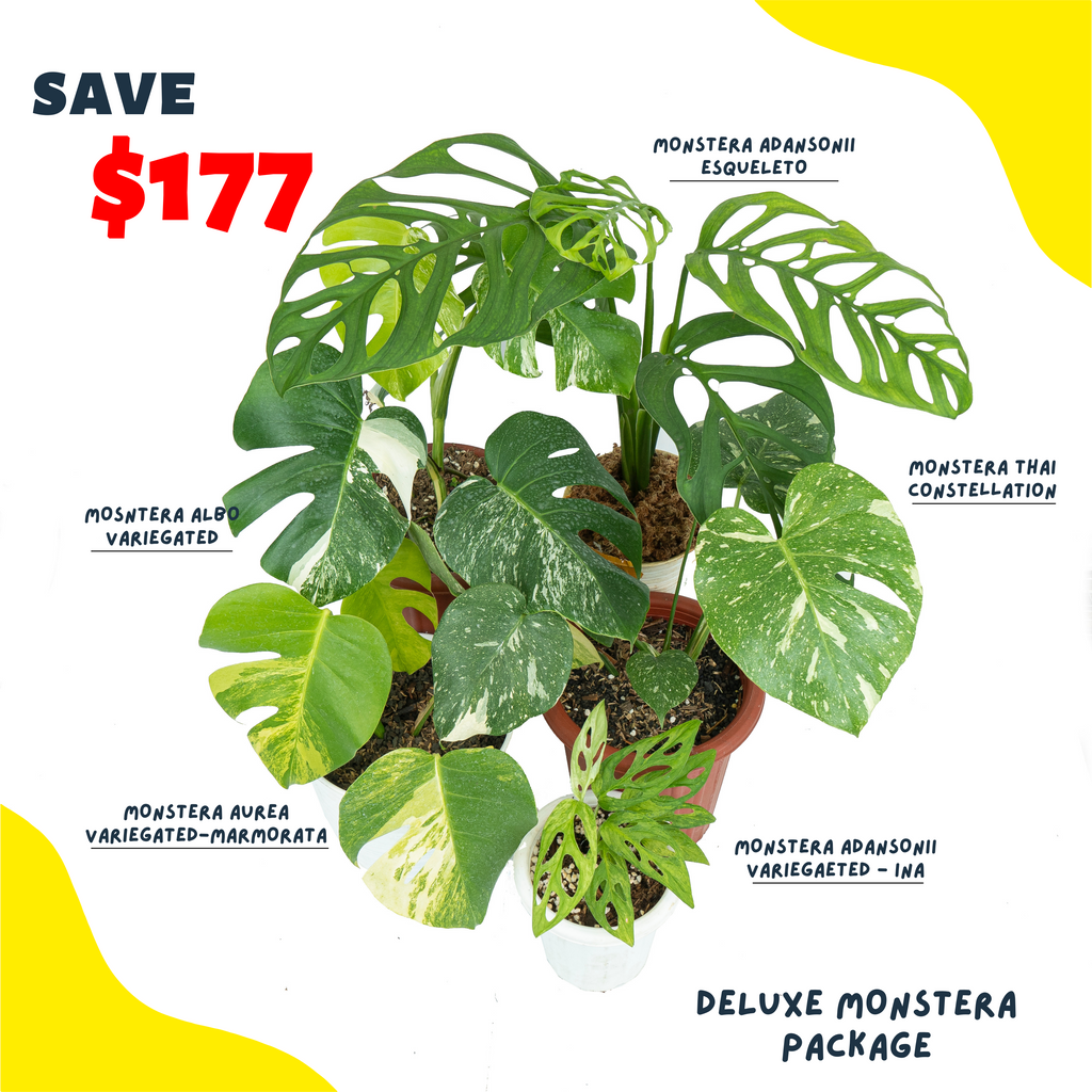 DELUXE MONSTERA PACKAGE – Aroid Market