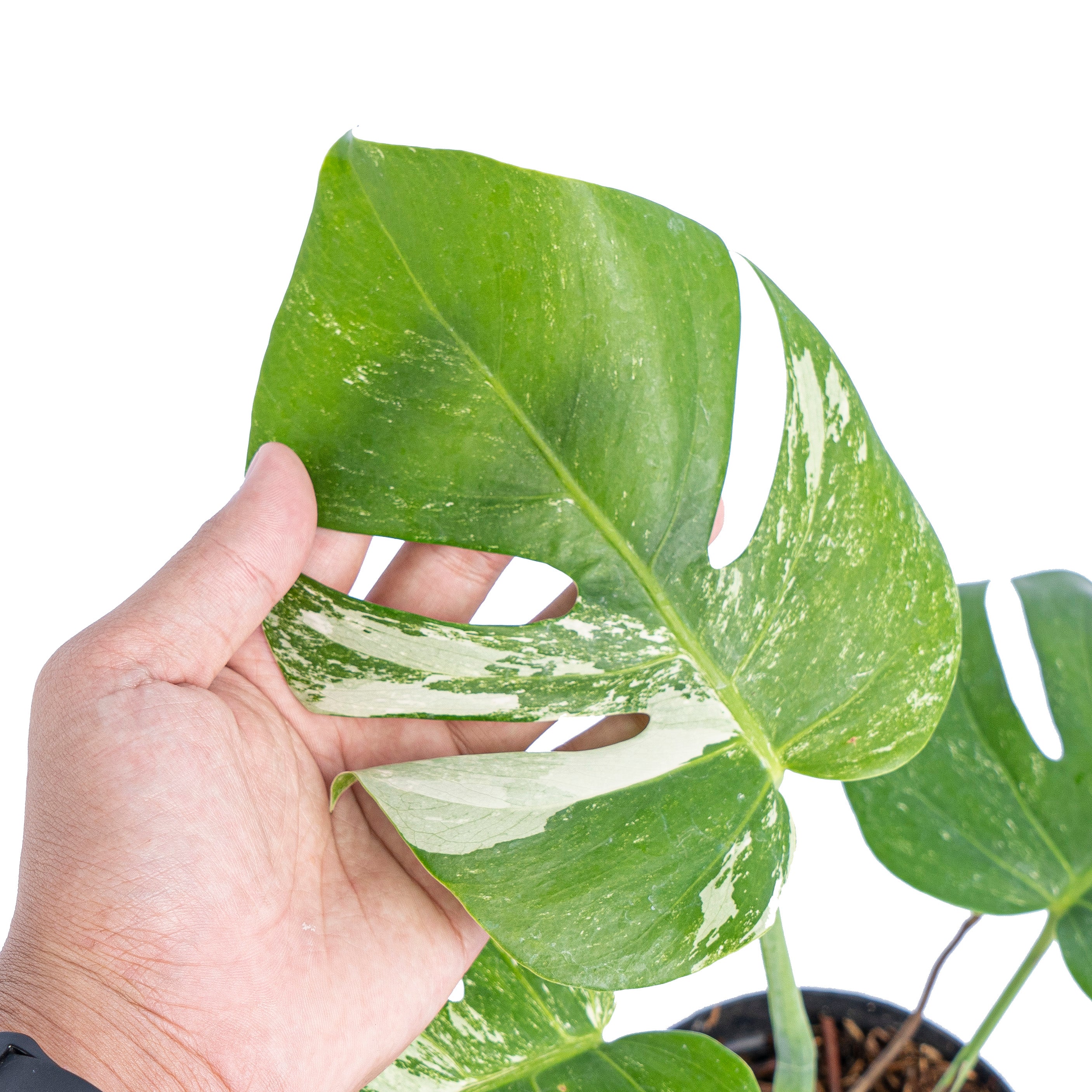 Monstera Albo Variegated – Aroid Market