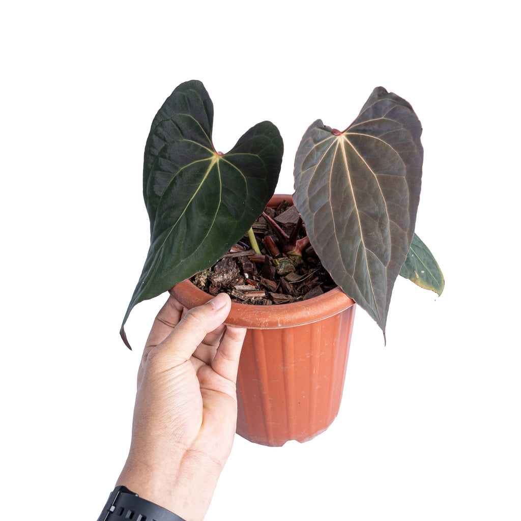 Anthurium papillilaminum x one – Aroid Market