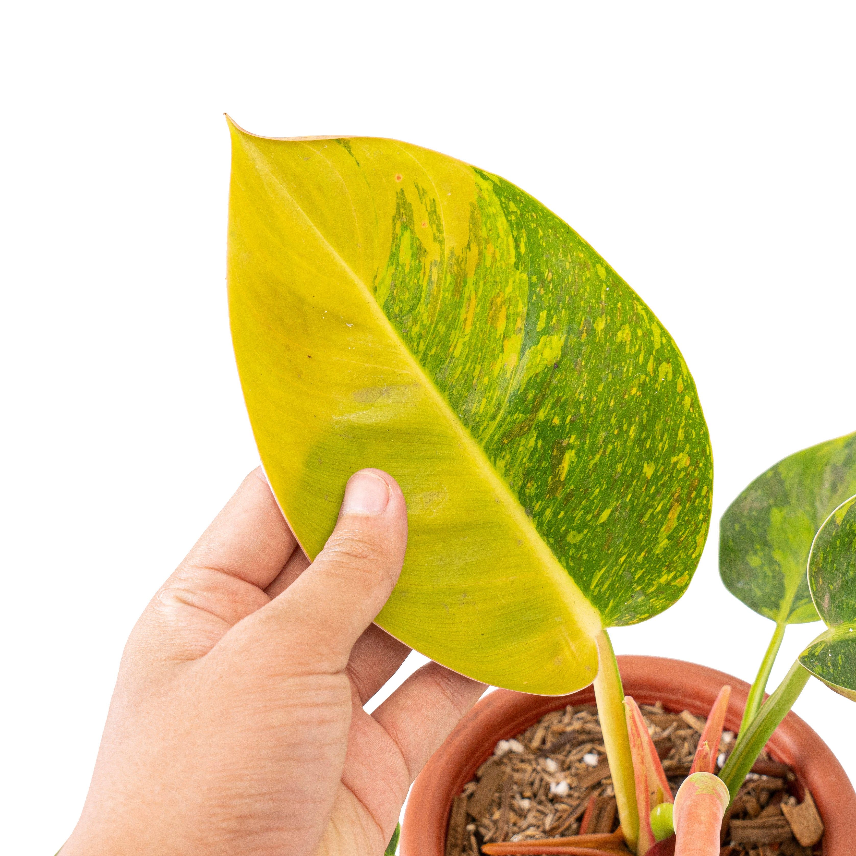 Philodendron Green congo marble variegated – Aroid Market