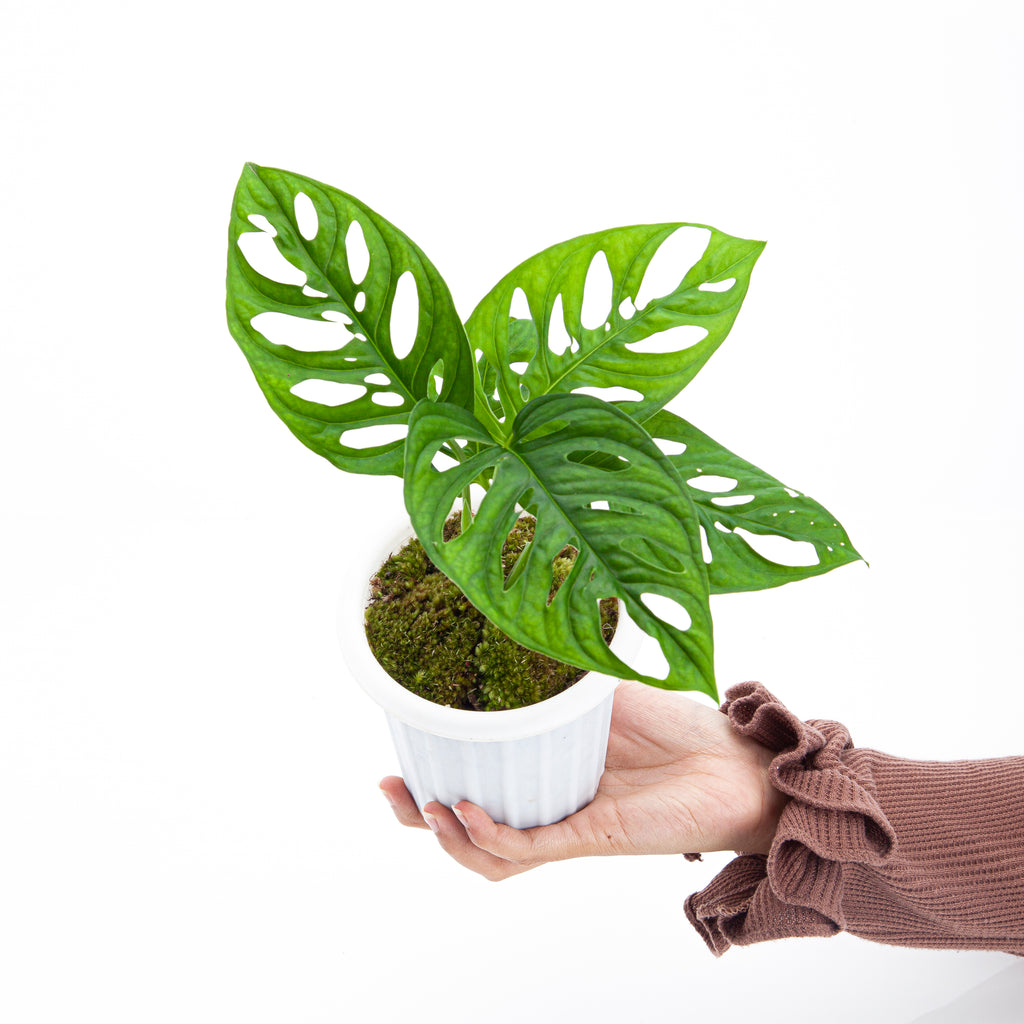 Monstera Acuminata – Aroid Market