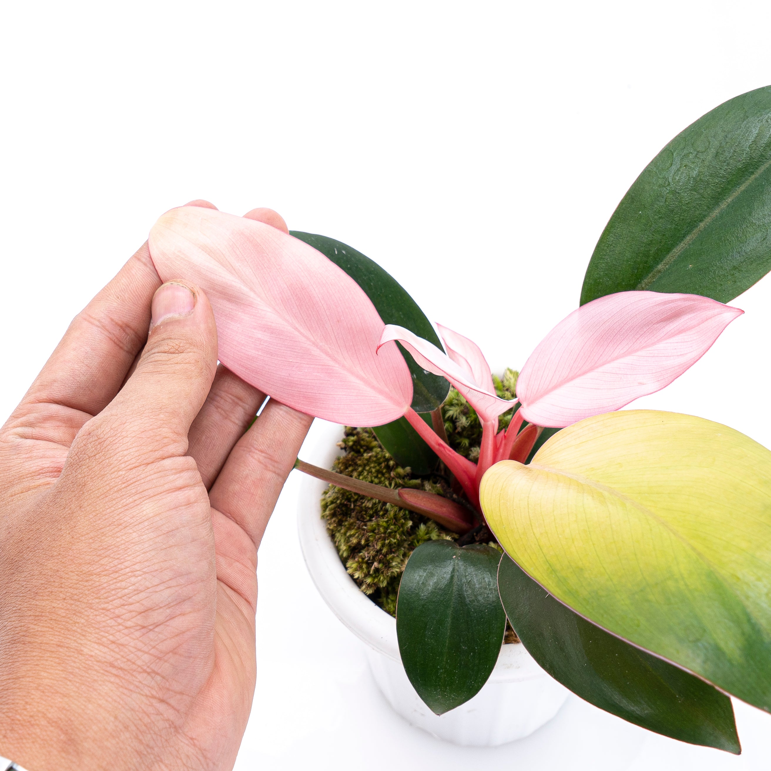 Philodendron Pink Congo – Aroid Market